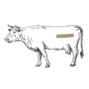 Irische Dry Aged Filet Mignons online kaufen | Don Carne